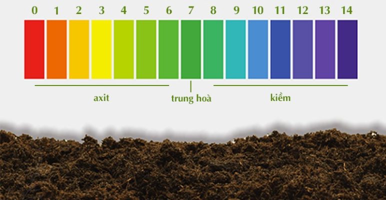 Tầm quan trọng của độ pH đất - Công ty TNHH Hữu Cơ Thuận Thiên